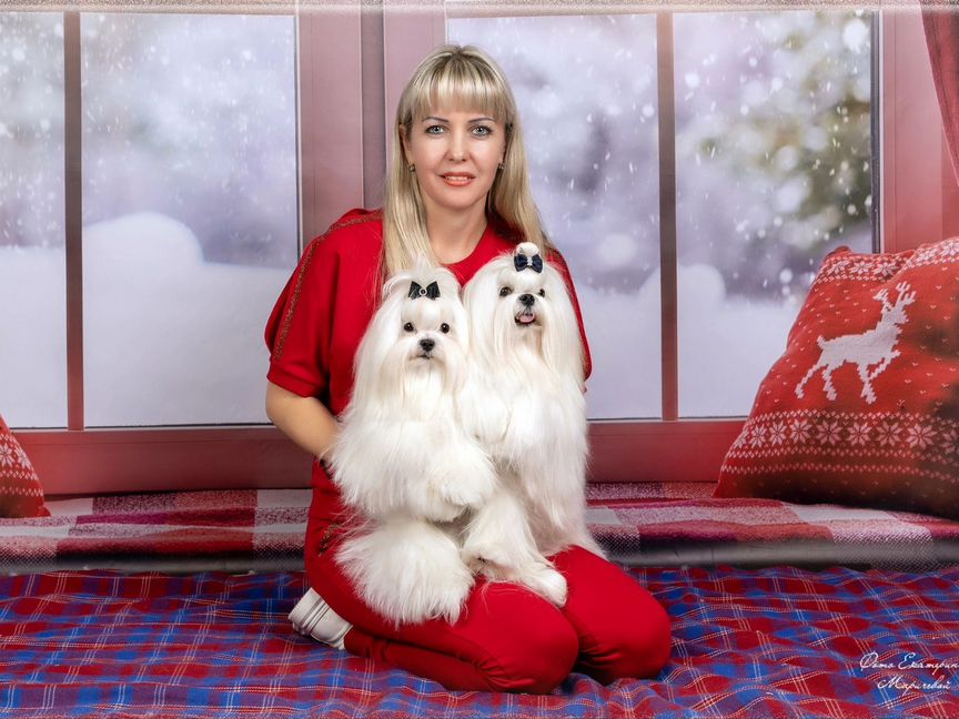 Мальчики мальтезе с документами РКФ