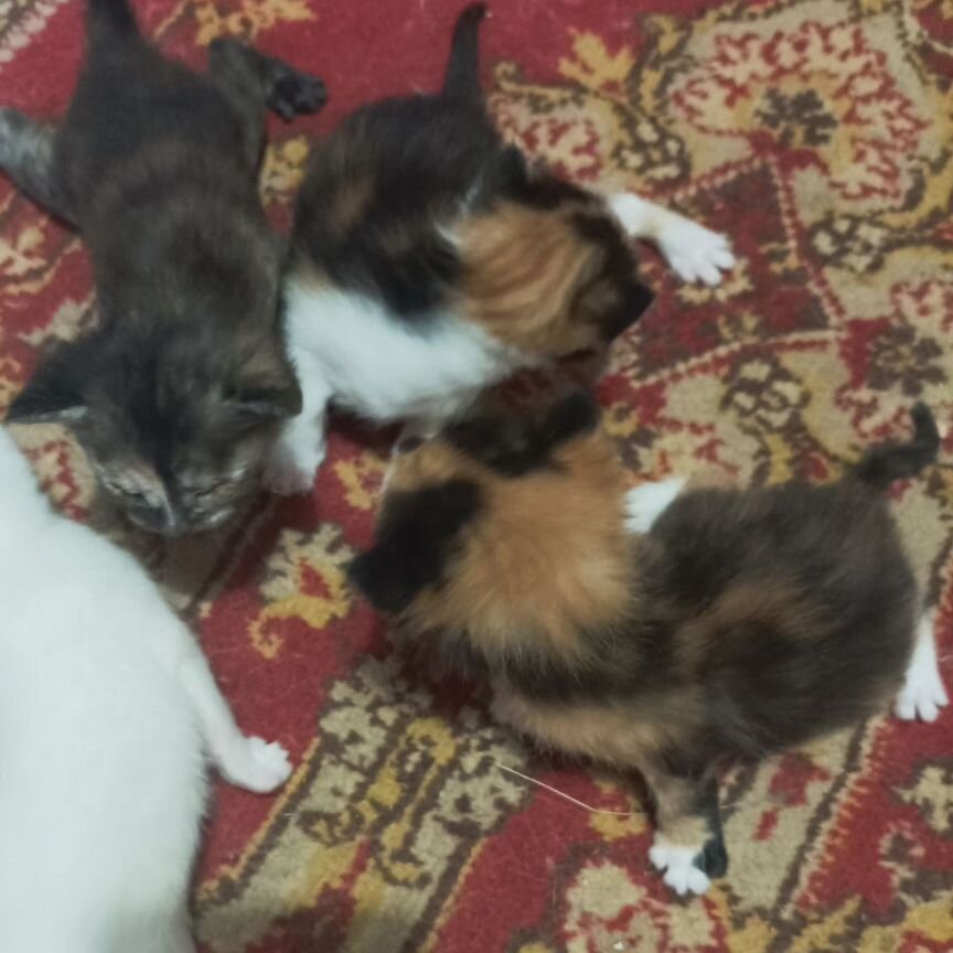 Котята