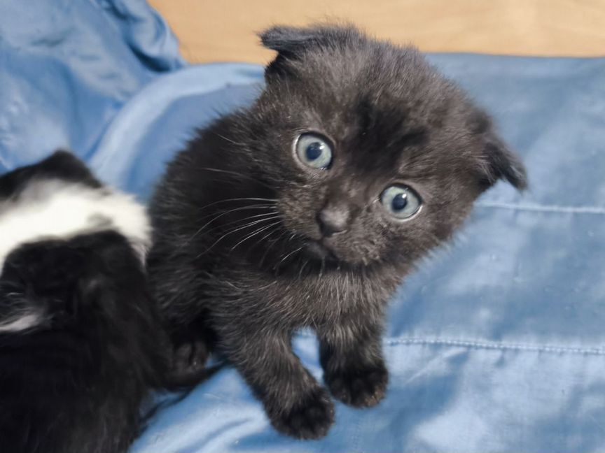 Вислоухие котята в добрые руки