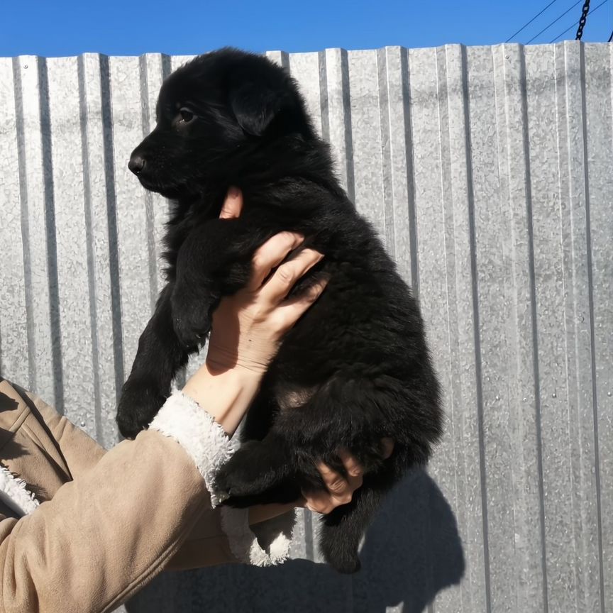 Немецкая овчарка, щенок