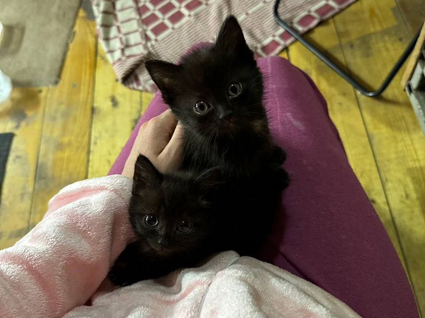 Котята в добрые руки