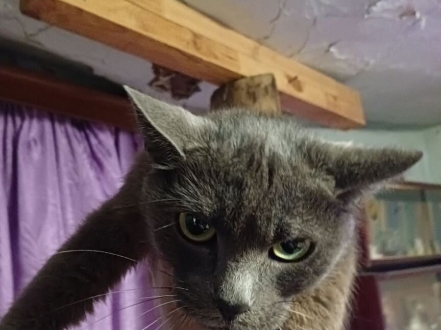 Продам кошечку, порода британец