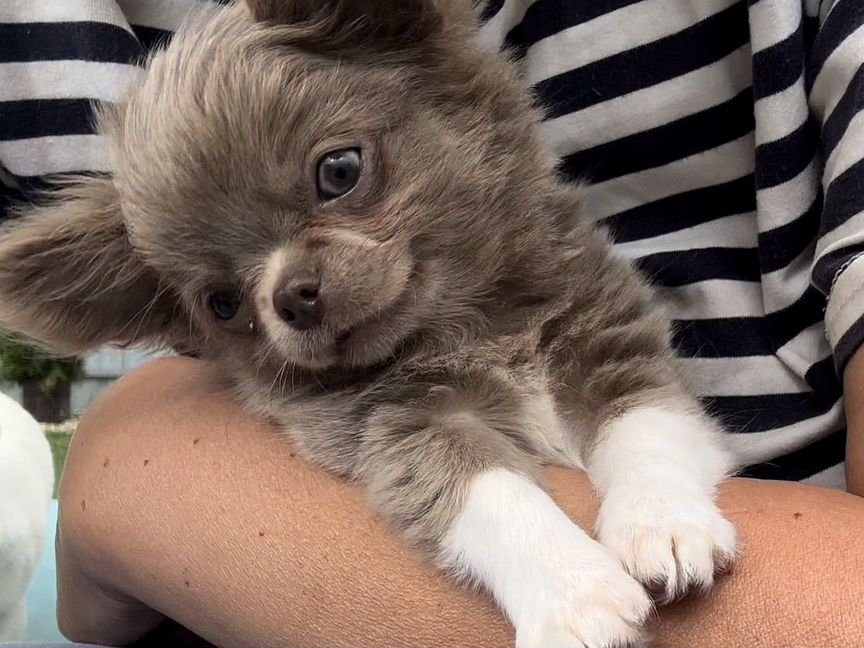 Чихуахуа мини