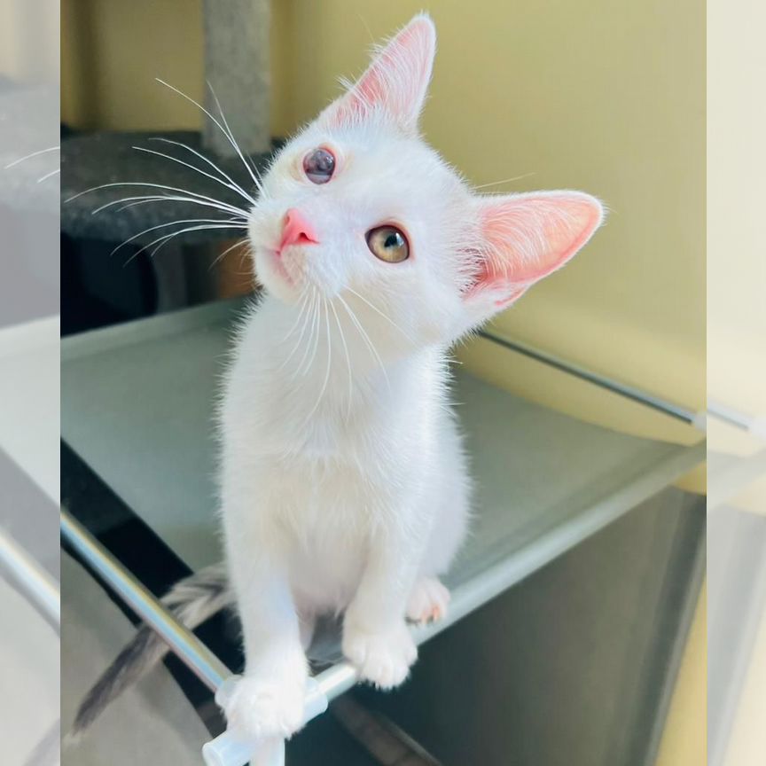 Котёнок в добрые руки