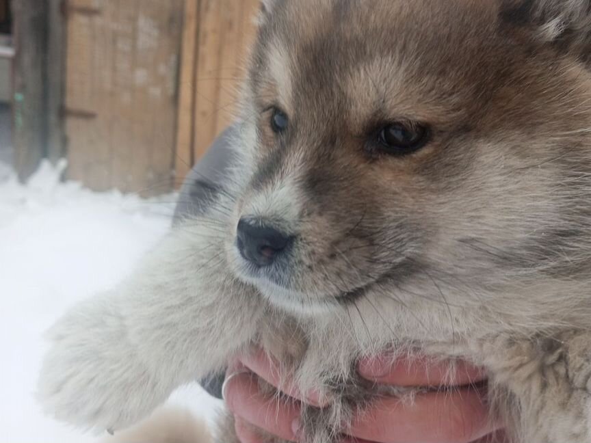 Собака в добрые руки щенок