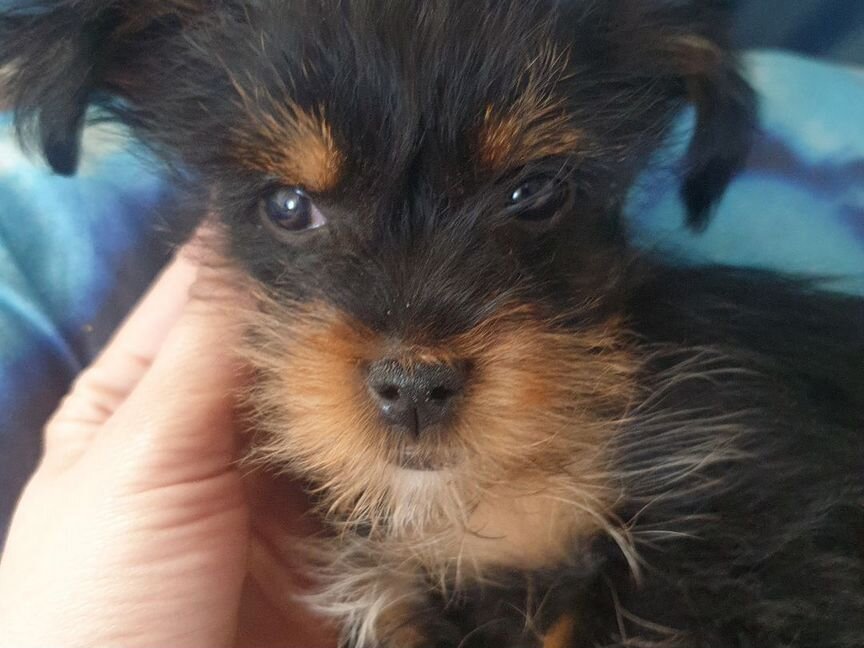 Йоркширский терьер щенок девочка