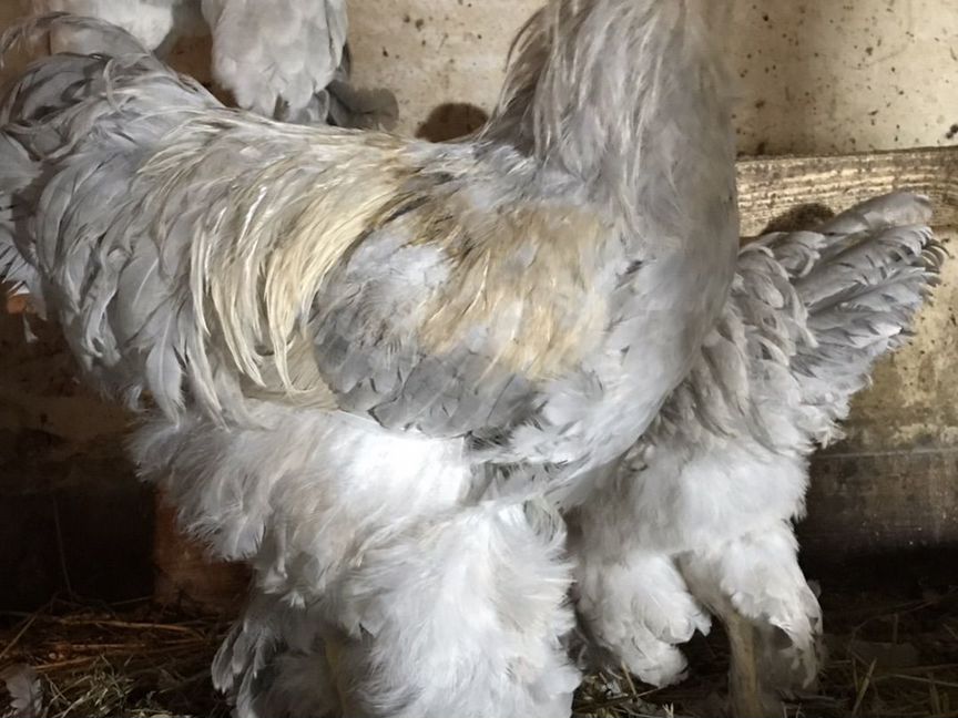 Петухи чистопородные