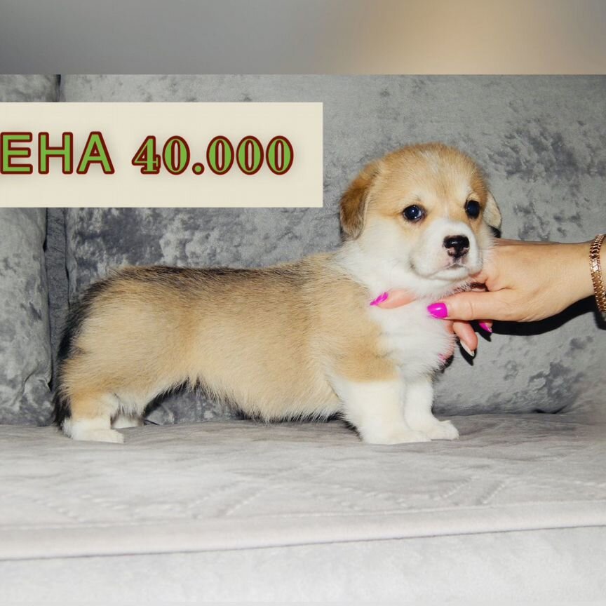 Вельш Корги Пемброк, щенок