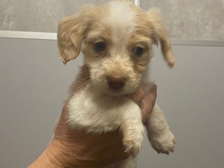 Щенки кокер спаниеля