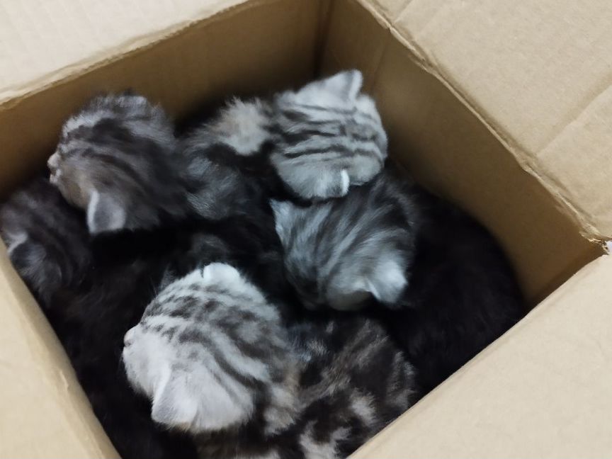 Котята мраморные шотландцы