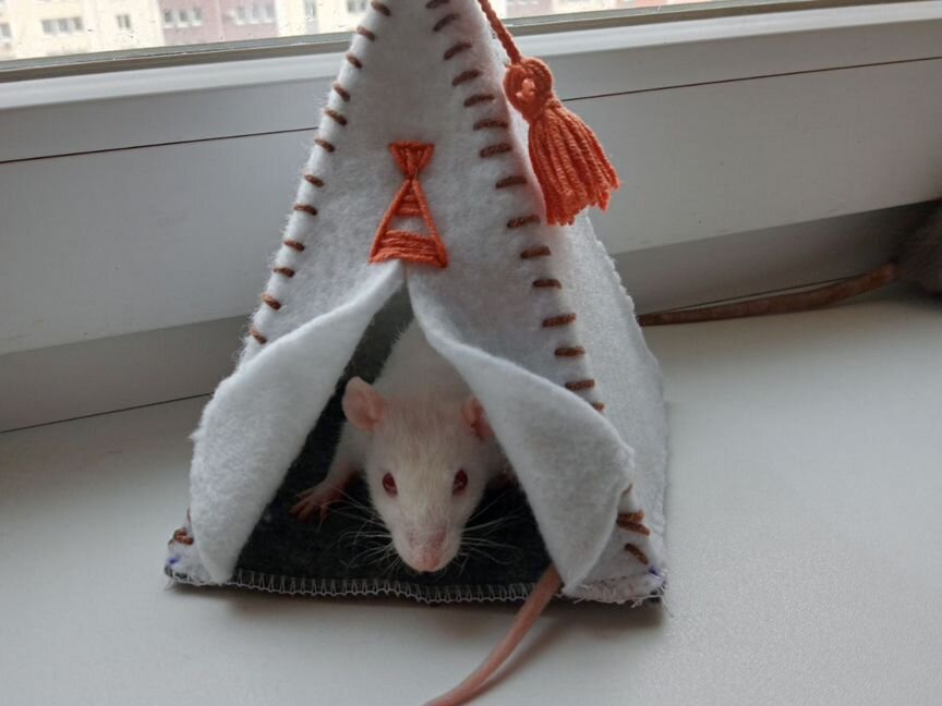 Новый домик лежанка для грызунов