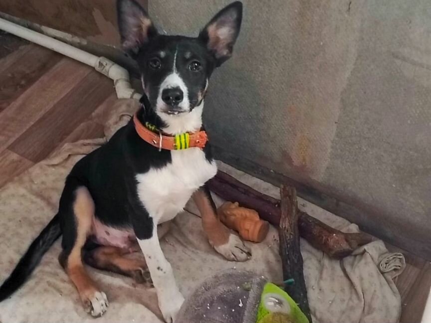 Помогите пристроить мальчика красавчика