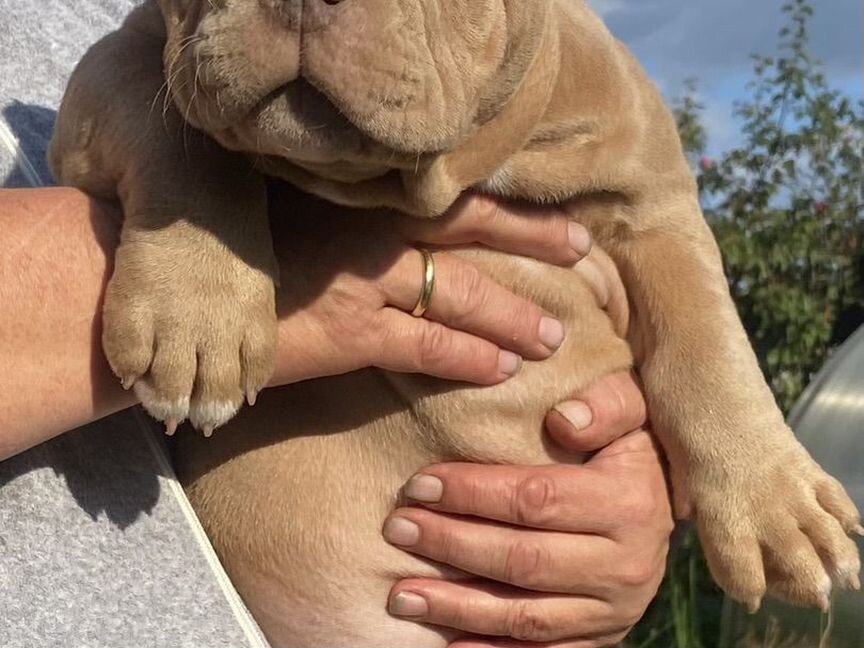 Американский булли красавец