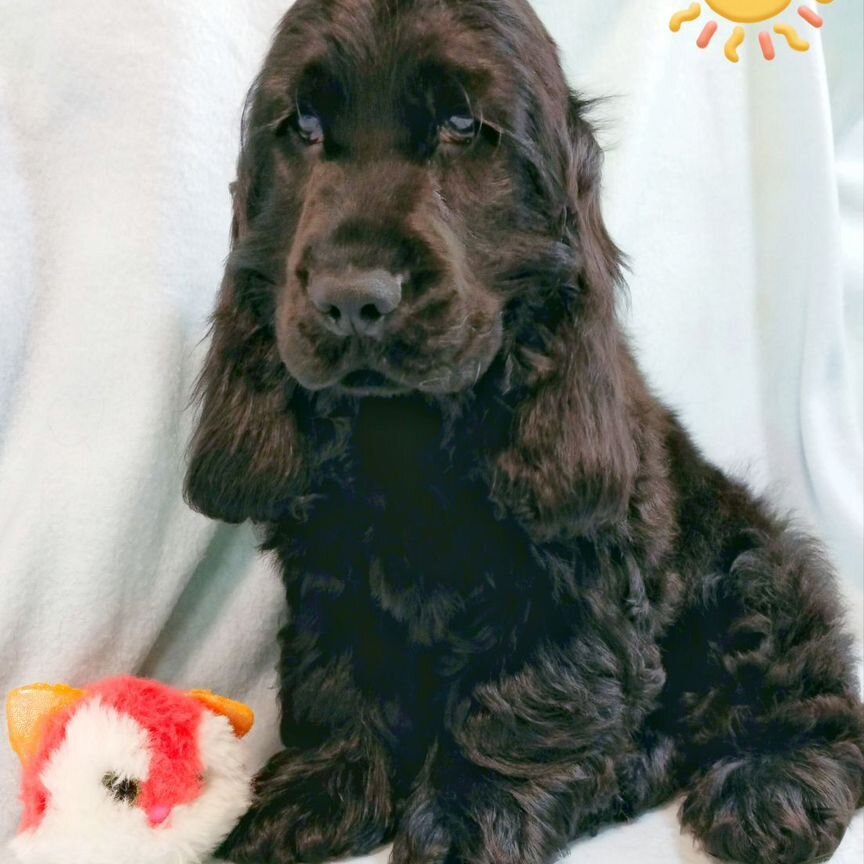 Щенок Английского кокер спаниель. С документами