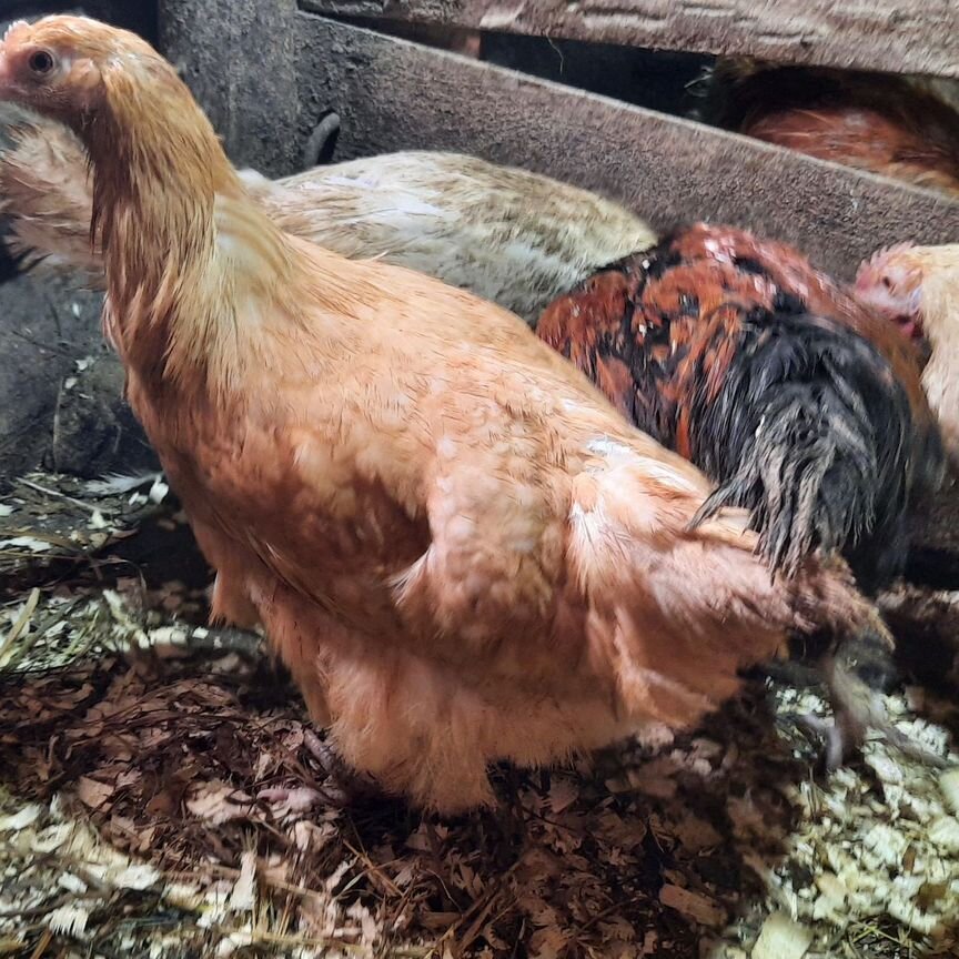 Куры несушки продам