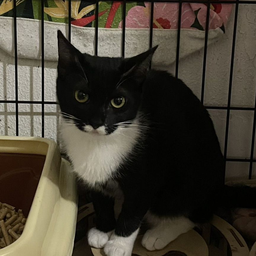 Котёнок в добрые руки