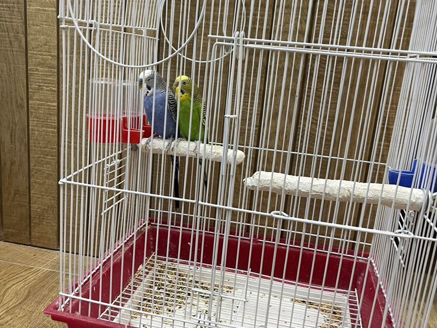 Попугаи 2 шт и клетка