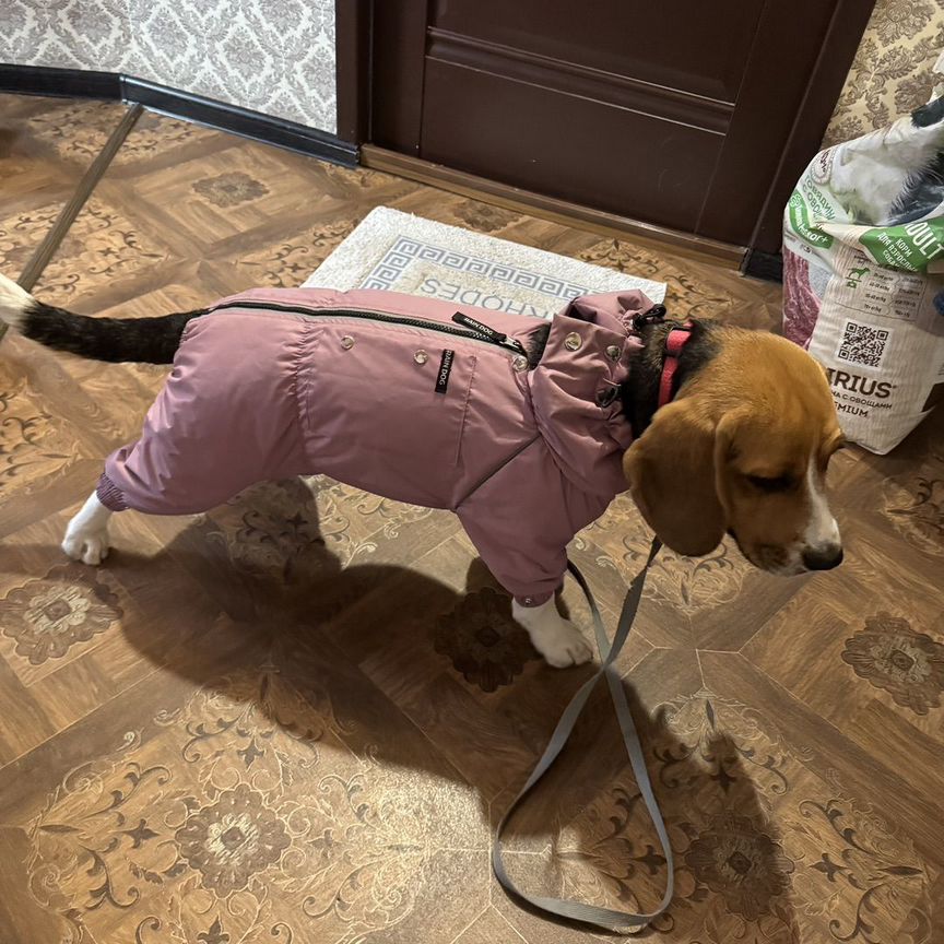 Комбинезон зимний для собак средних пород snow, XL