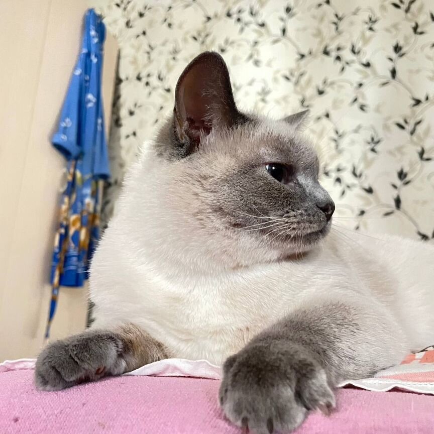 Тайская кошечка даром