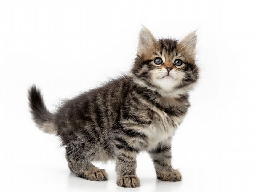 Сибирские котята традиционного лесного окраса