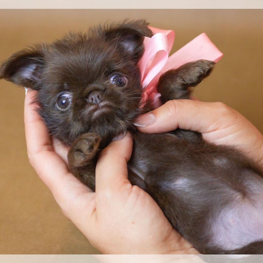 Потрясающая девочка Грифон окрас Шоколад