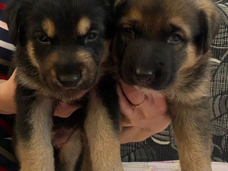 Метисы овчарки бесплатно в добрые руки