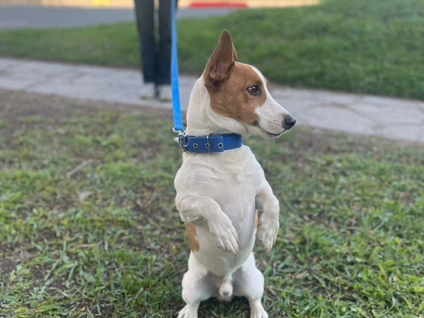 Собака в добрые руки