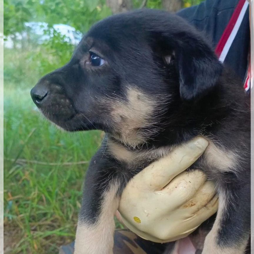 Мерген ждёт добрыз, заботливых и любящих хозяев