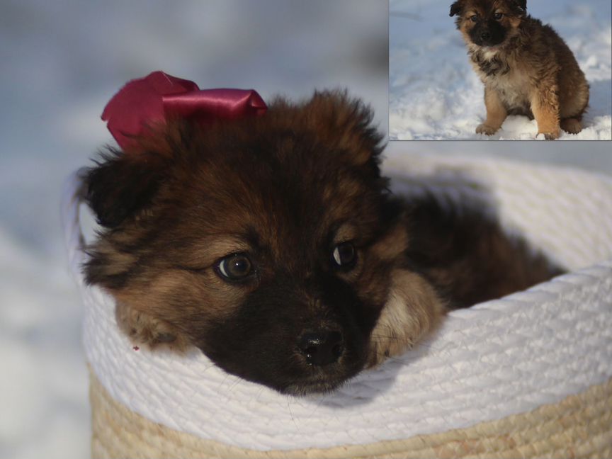 Чудо-щенок хорошему человеку