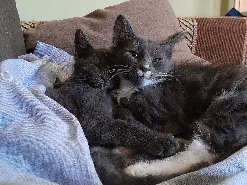 Котята в добрые руки