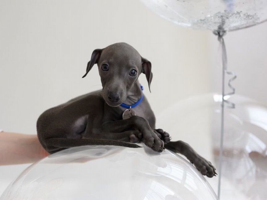 Семейный питомник предлагает голубых левреток