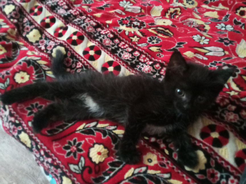 Черная киса с принтом на пузике