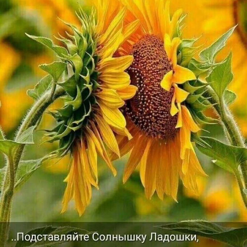 Передержка Кошек