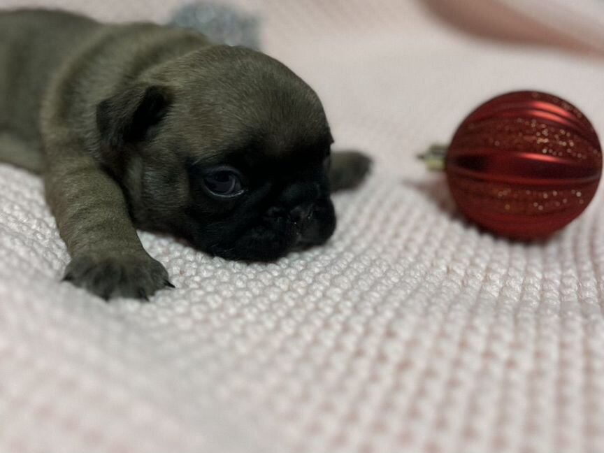 Щенки французского бульдога РКФ к Новому году