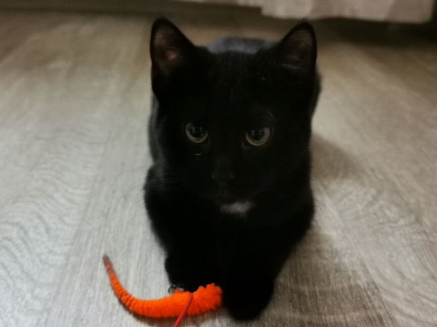 Котята 3.5 и 4 месяца