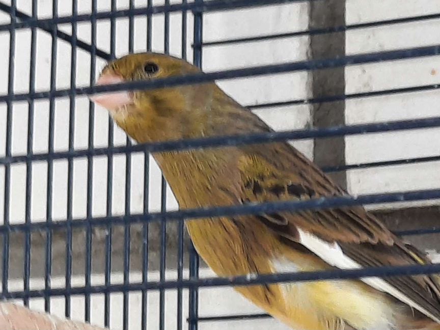 Канарейки породы гарцкие роллеры