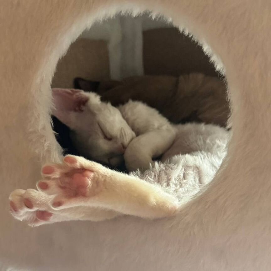 Кошечка девон рекс вязка
