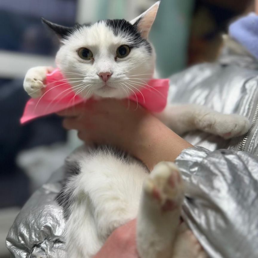 Кошка в добрые руки отдам бесплатно