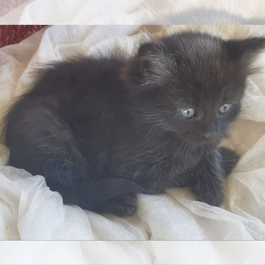 Котята в добрые руки бесплатно