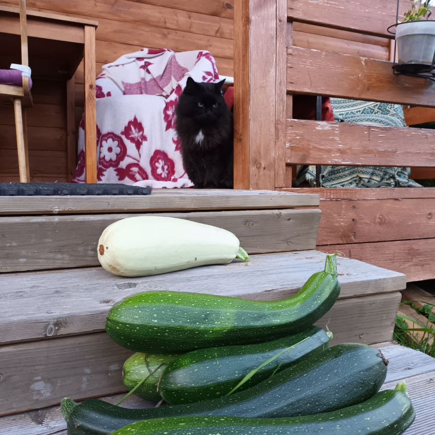 Отдам в добрые руки кота и кошку