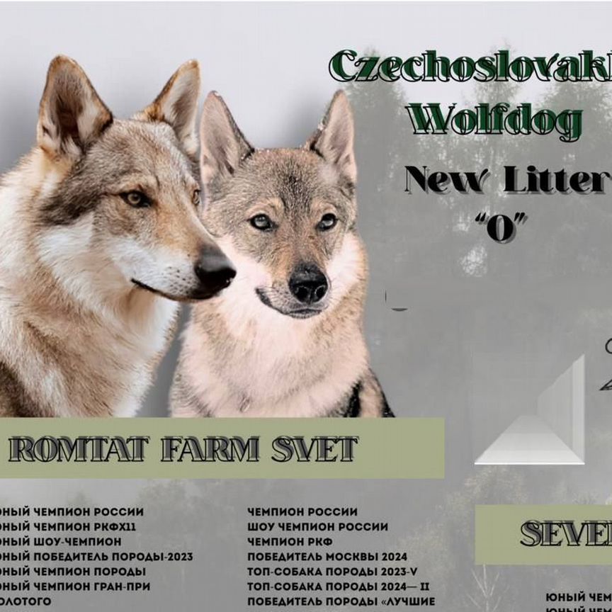 Чехословацкая волчья собака, щенок