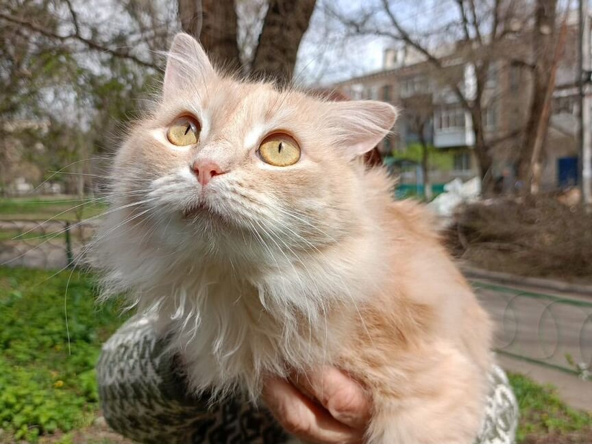 Кошка