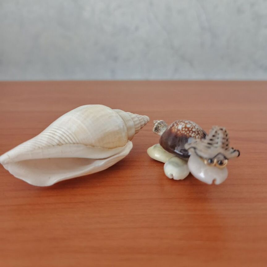 Черепашка ракушка. И ракушка