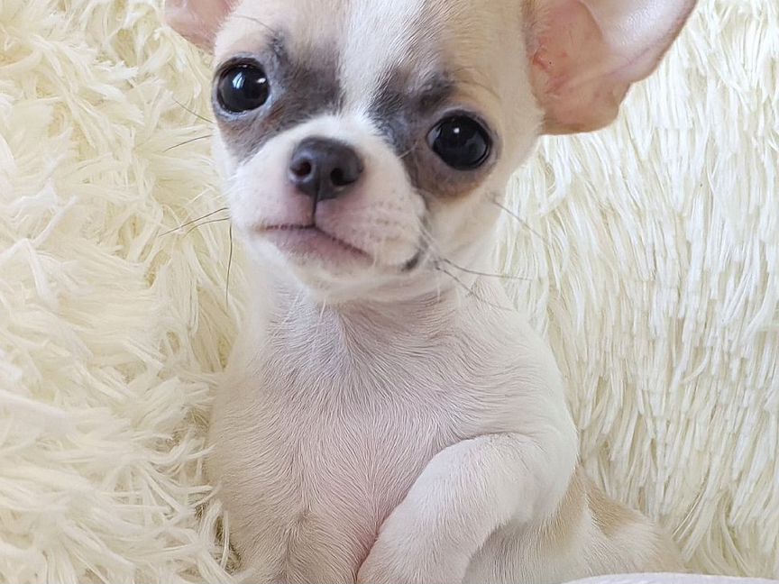 Чихуахуа малыши и подростки