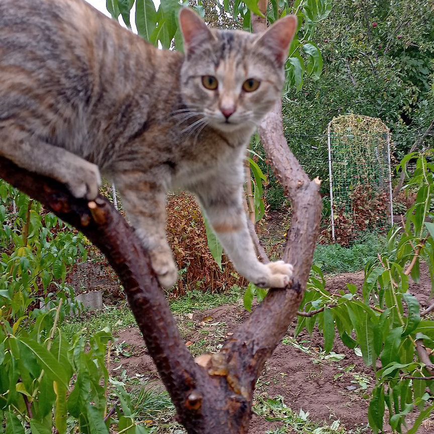 Ищу добрые ручки