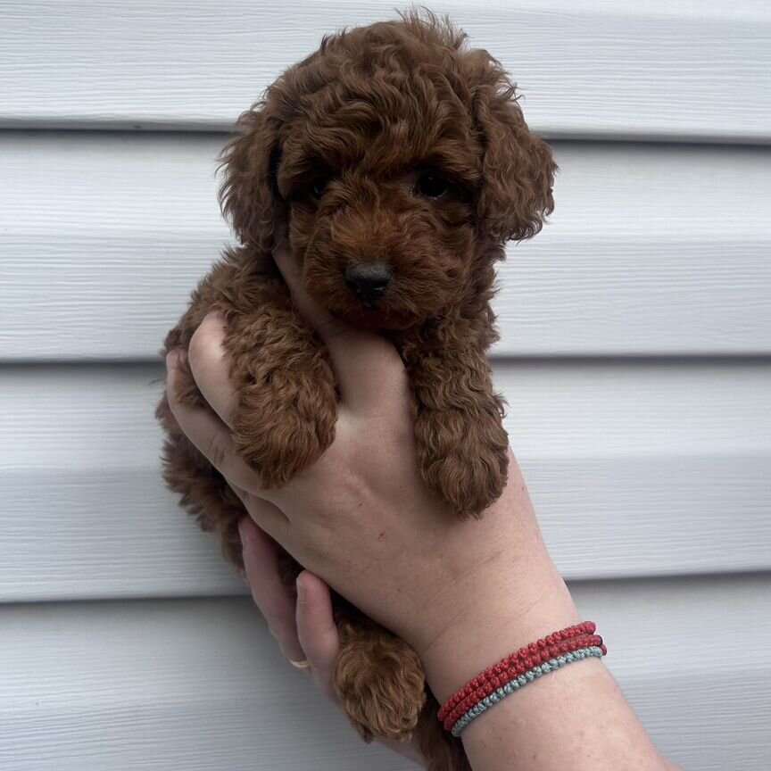 Той-пудель, щенок