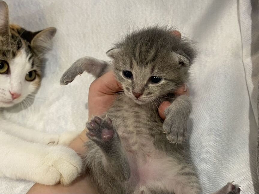 Котёнок девочка
