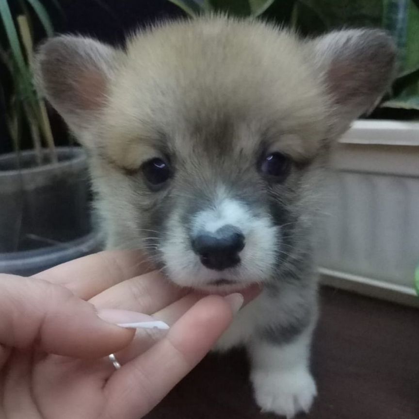 Вельш Корги Пемброк, щенок