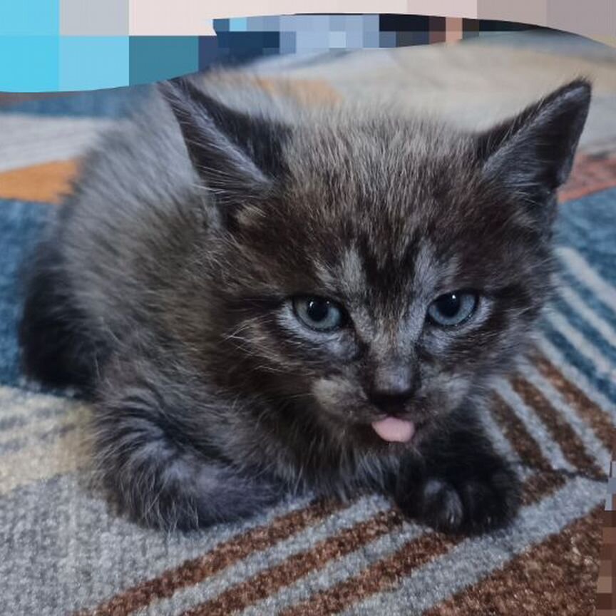Котёнок в добрые руки