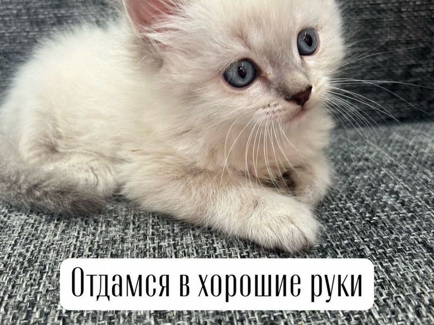 Василий Василтныич ищет дом